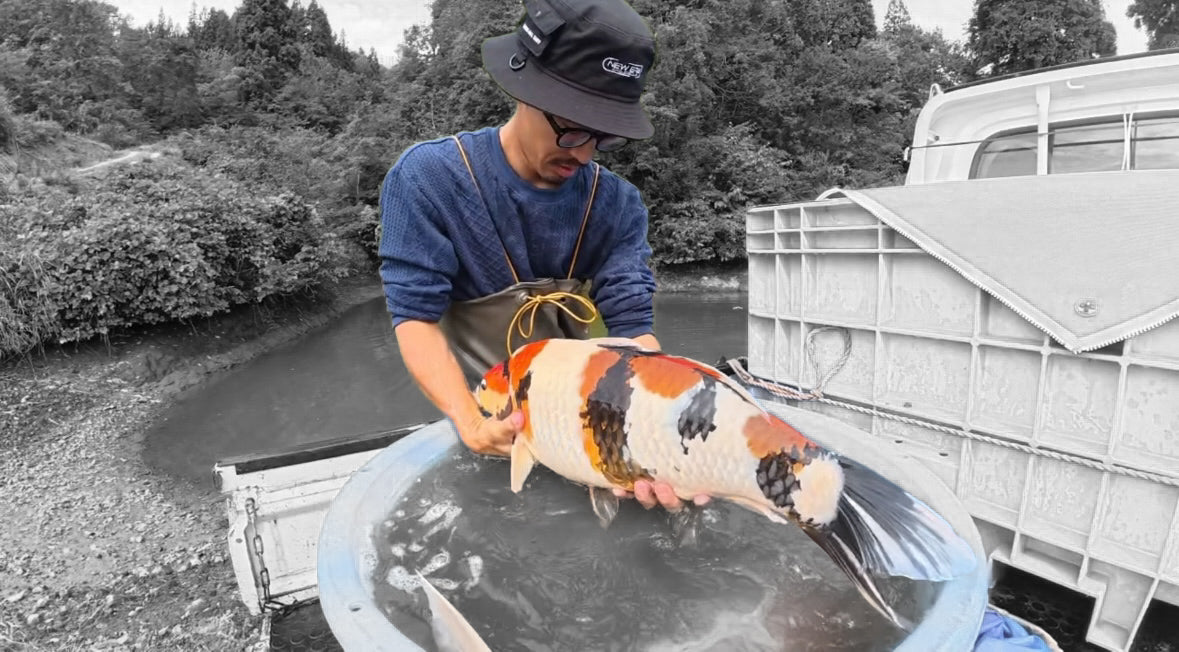 Japanese Koi – Page 6 – Satomi Nishikigoi