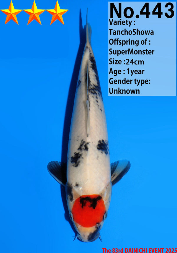 Satomi Koi - Raffle 1 – Satomi Nishikigoi