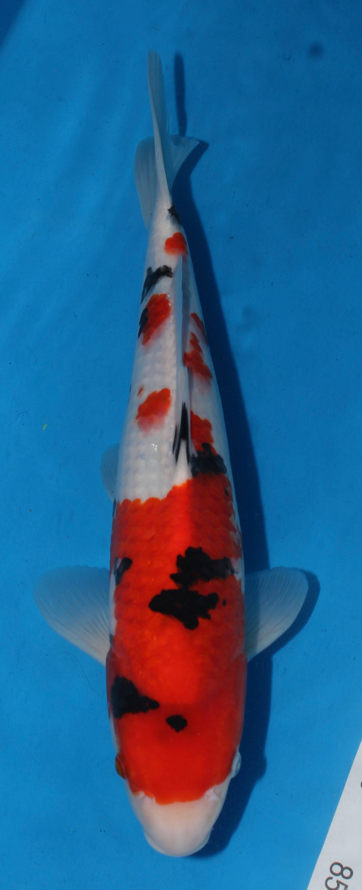 Satomi Koi Auctions 3 - Izumiya Sanke - AUCTION LIVE! – Satomi Nishikigoi